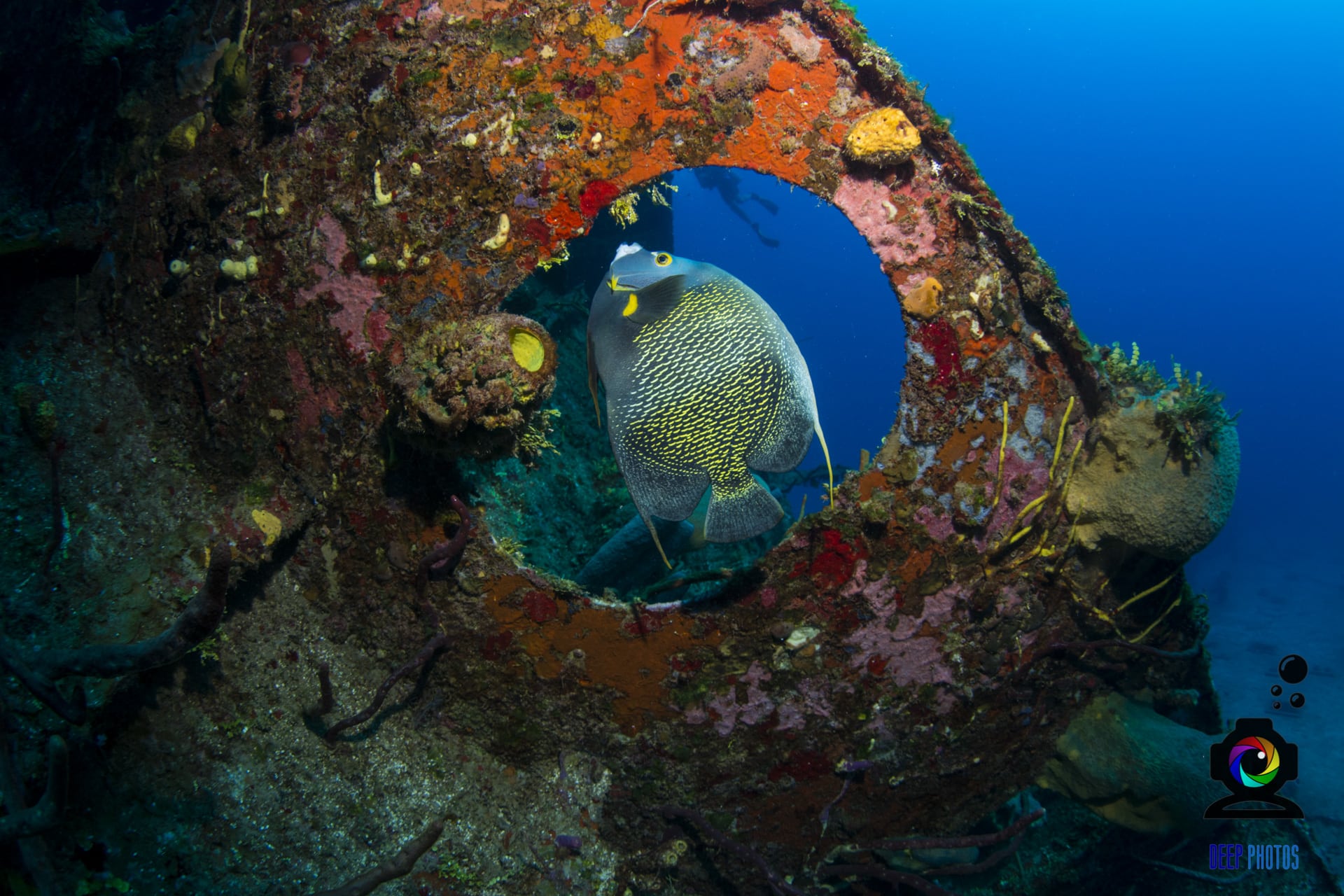 10 Common Caribbean Reef Fish to Spot While Diving in Roatan - Octopus ...