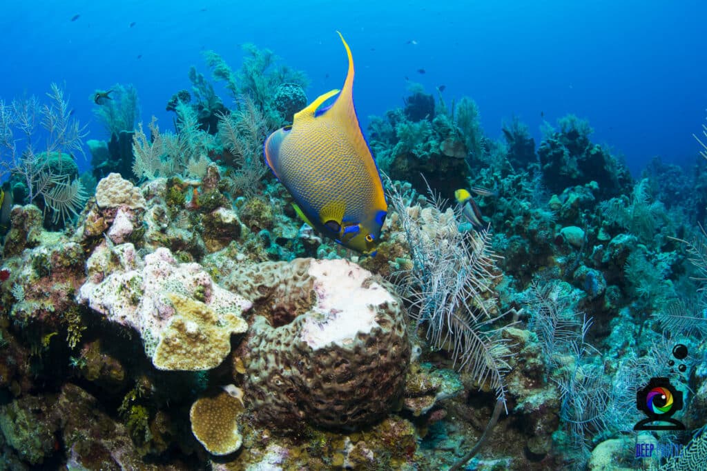 10 Common Caribbean Reef Fish to Spot While Diving in Roatan - Octopus ...