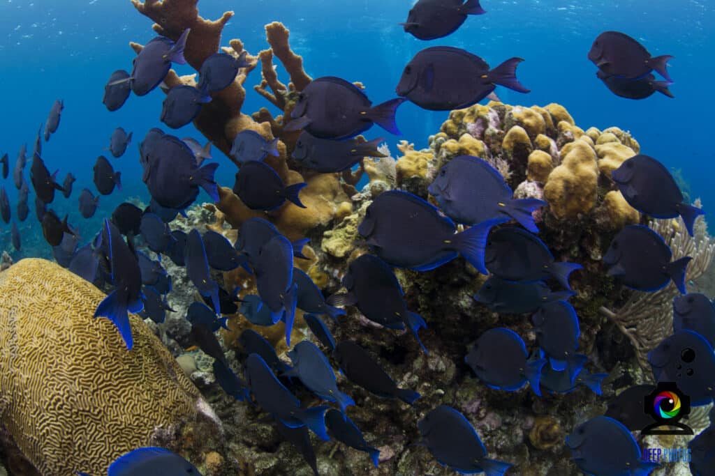 10 Common Caribbean Reef Fish to Spot While Diving in Roatan - Octopus ...