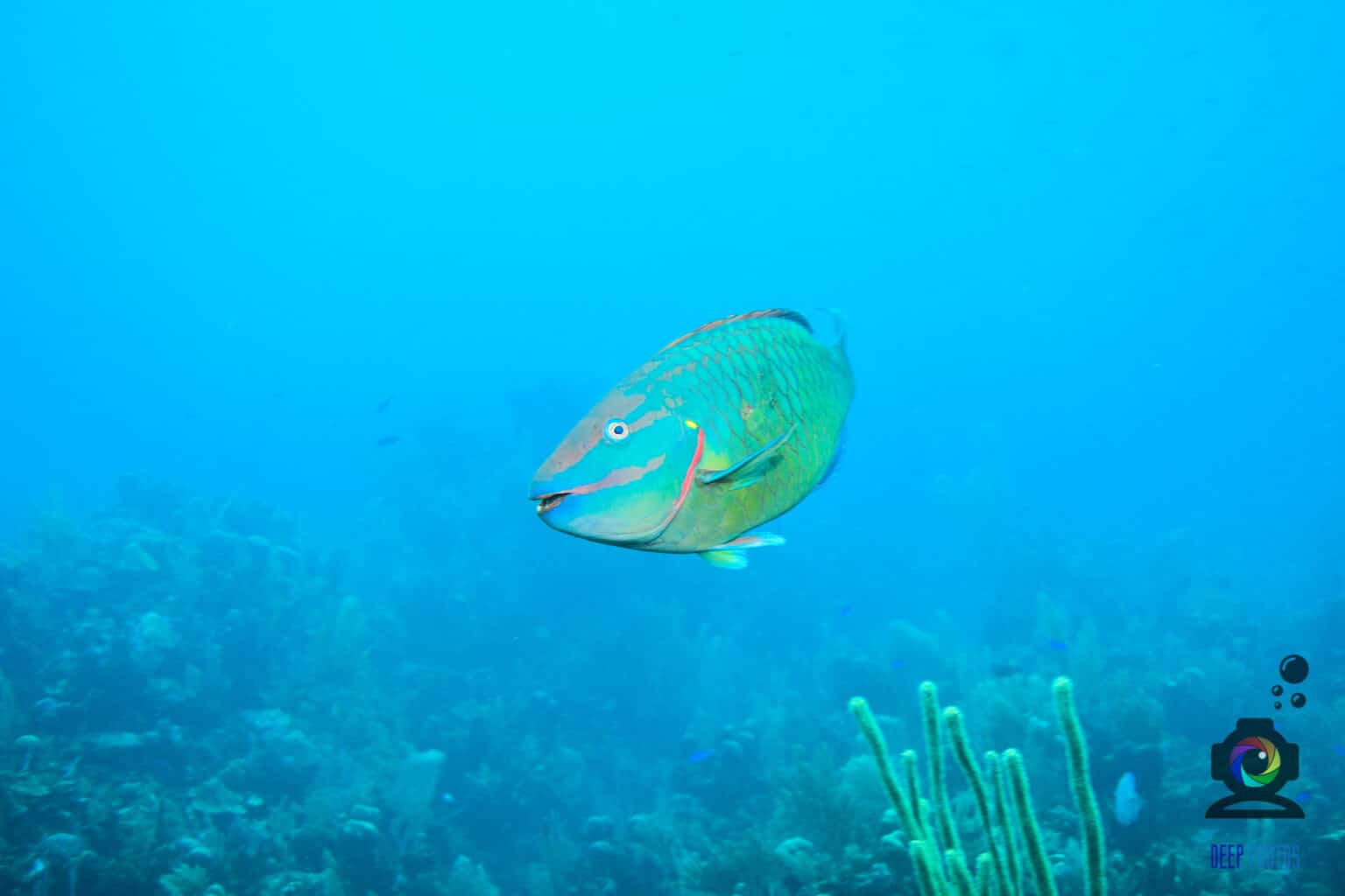10 Common Caribbean Reef Fish to Spot While Diving in Roatan - Octopus ...