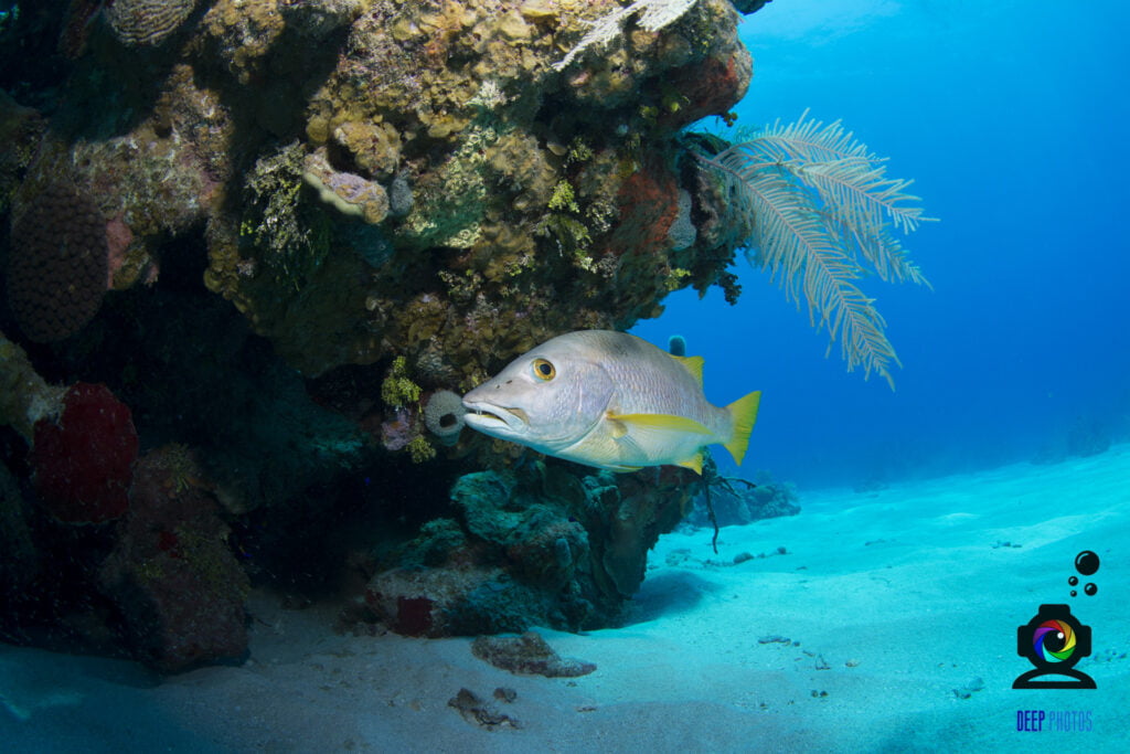 10 Common Caribbean Reef Fish to Spot While Diving in Roatan - Octopus ...