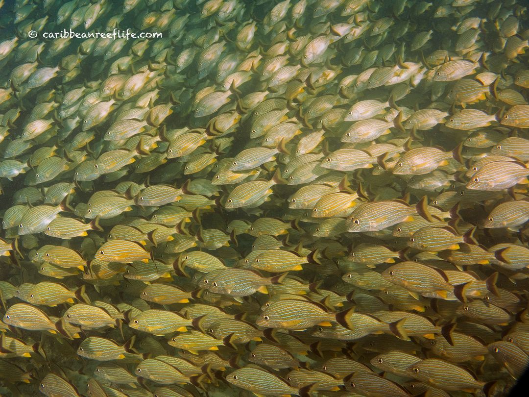 10 Common Caribbean Reef Fish to Spot While Diving in Roatan - Octopus ...